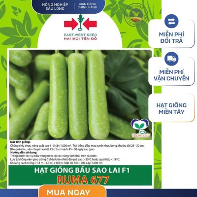 GÓI 8 HẠT – HẠT GIỐNG BẦU SAO LAI F1 RUMA 677 HAI MŨI TÊN ĐỎ – NĂNG ...